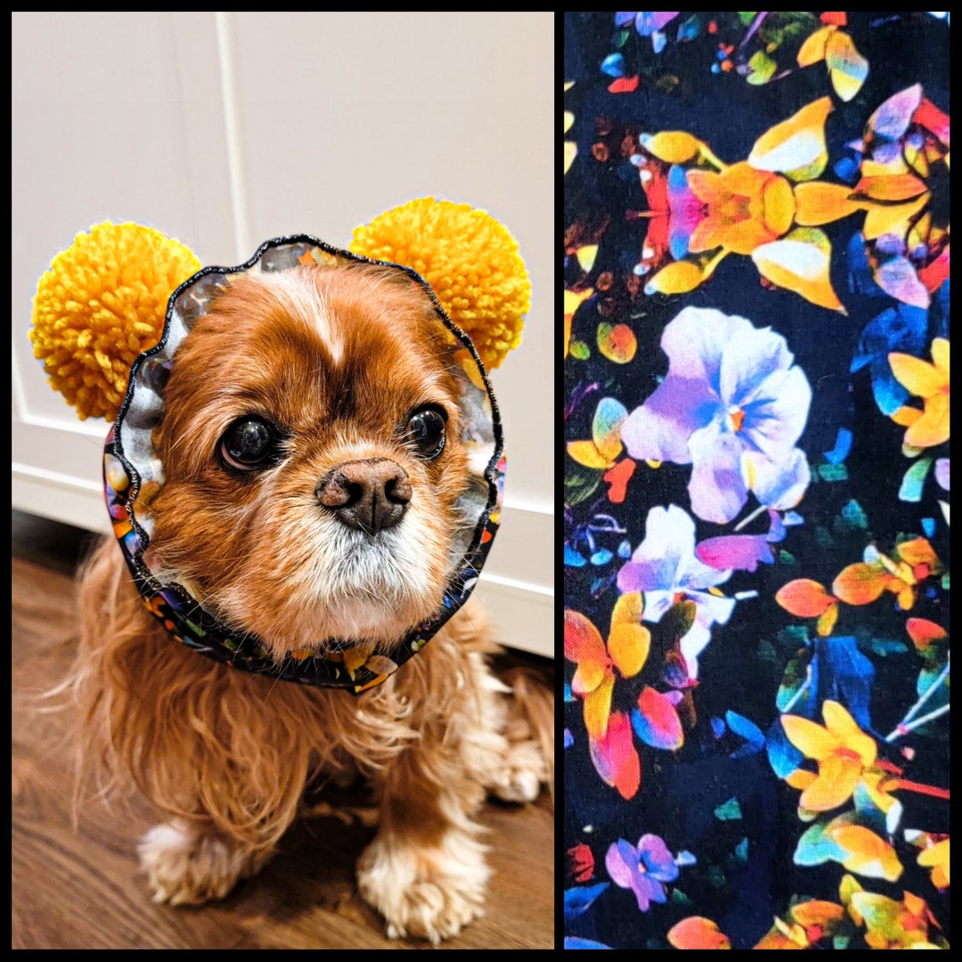 Pom Snood / Orchids / Spaniels / Long Eared Dog / Cavalier King Charles ...