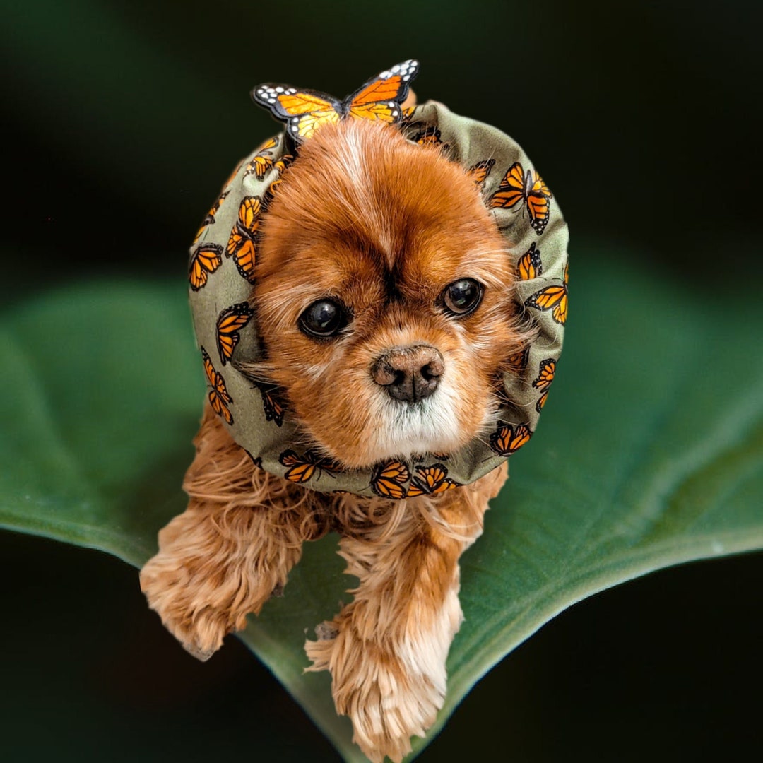 Monarch / Adjustable Spaniel Snood / Long Eared Dogs / Cavalier King ...
