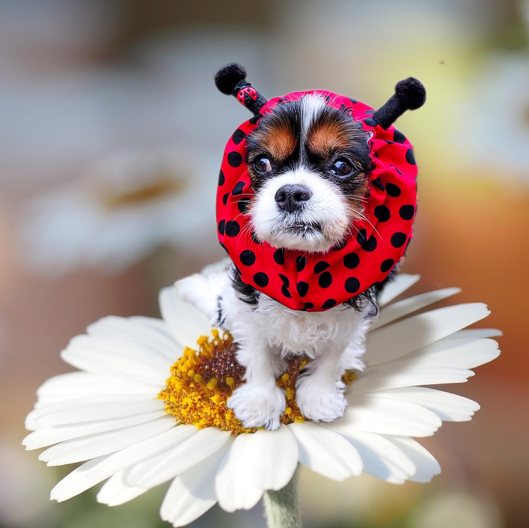 Ladybug / Adjustable Spaniel Snood / Long Eared Dogs / Cavalier King ...