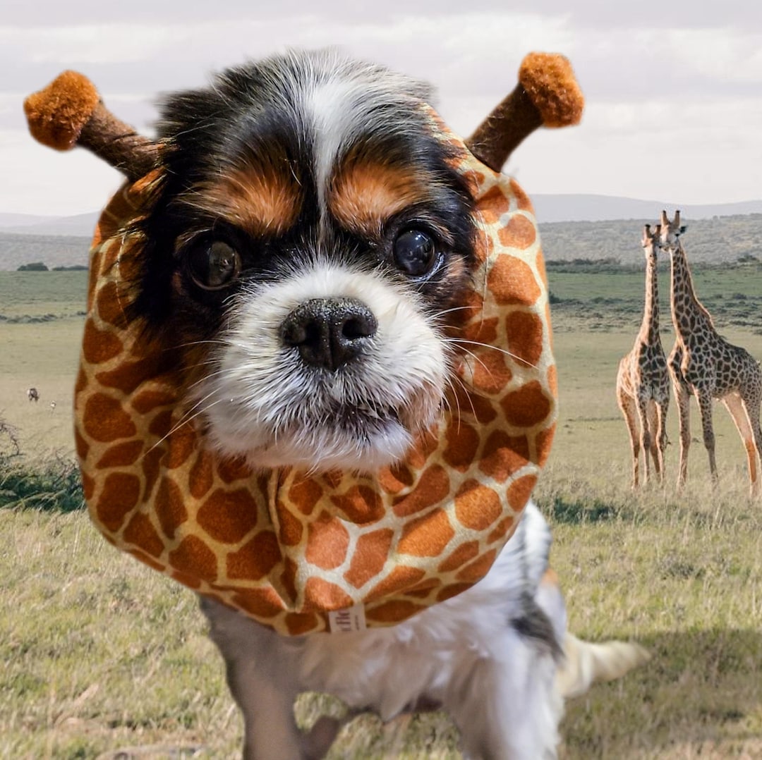 Giraffe / Adjustable Spaniel Snood / Long Eared Dogs / Cavalier King ...