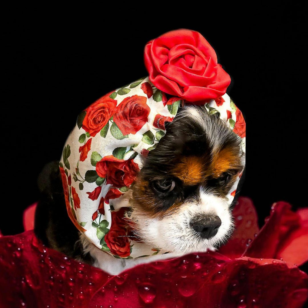 Red Roses / Adjustable Spaniel Snood / Long Eared Dogs / Cavalier King ...