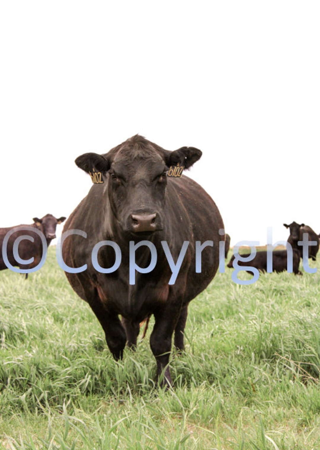 Momma Cow Western Photograph - Etsy
