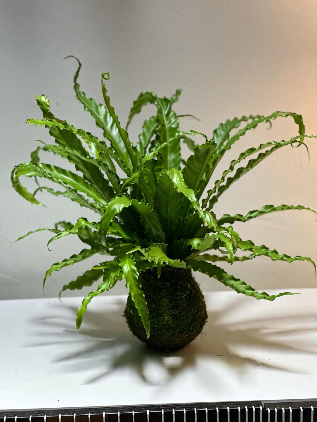 Large Moss Ball Fern Live Plant (20" Kokedama Plant) - Etsy