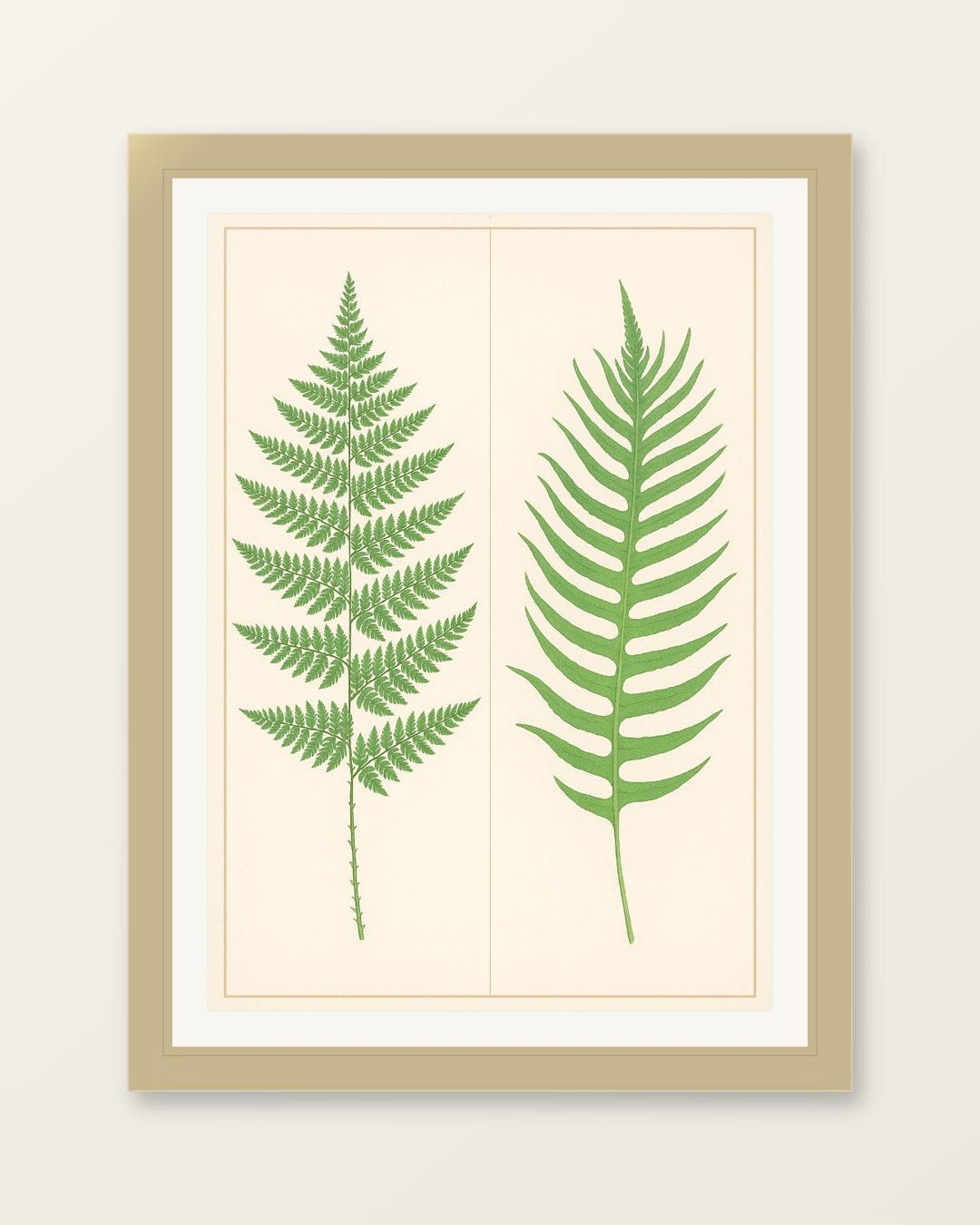 Fern Botanical Prints - Vintage Style Plant Poster Set - Unframed - Etsy