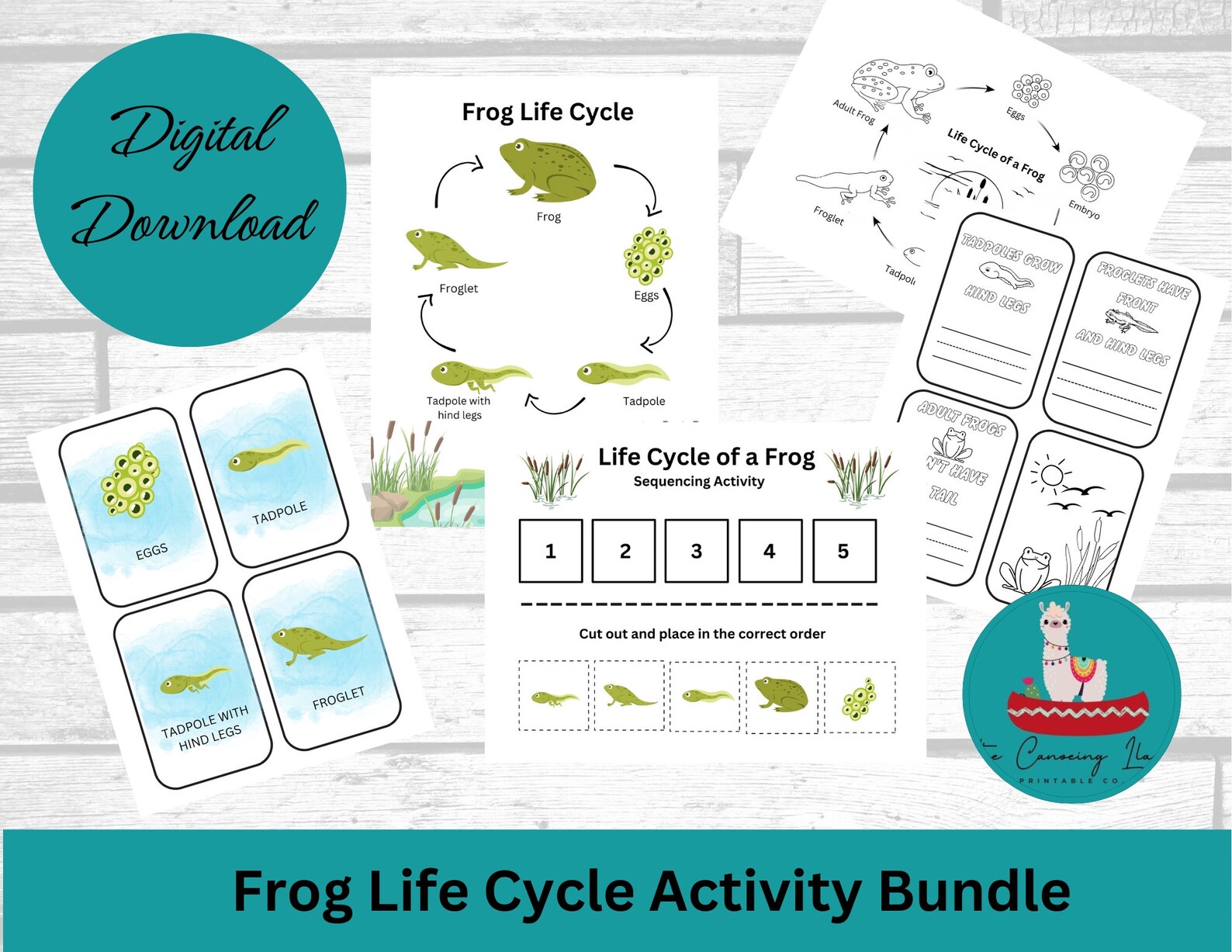 Frog Life Cycle Printable Bundle: Kids Learning Activity (digital ...