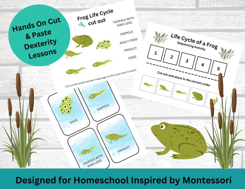 Frog Life Cycle Printable Bundle: Kids Learning Activity (digital ...