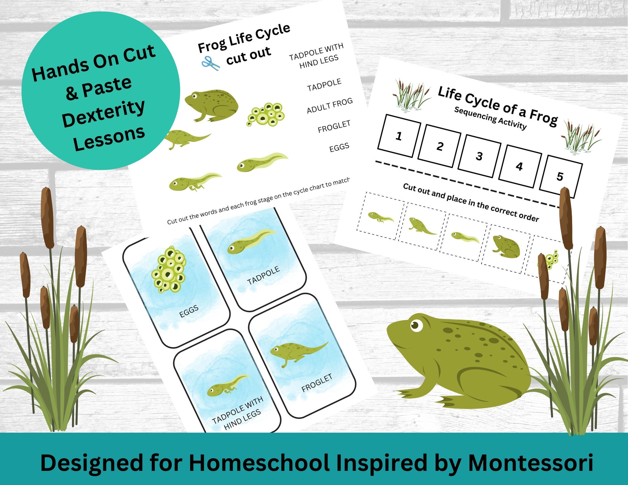 Frog Life Cycle Printable Bundle: Kids Learning Activity (digital ...