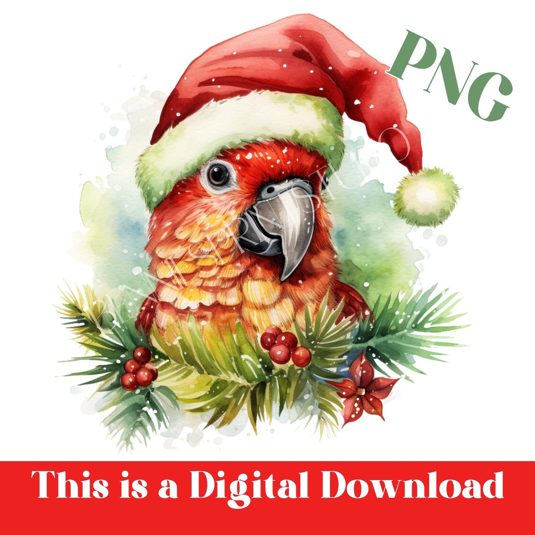 Christmas Parrot in a Santa Hat Clipart, Funny Festive PNG, Watercolor ...