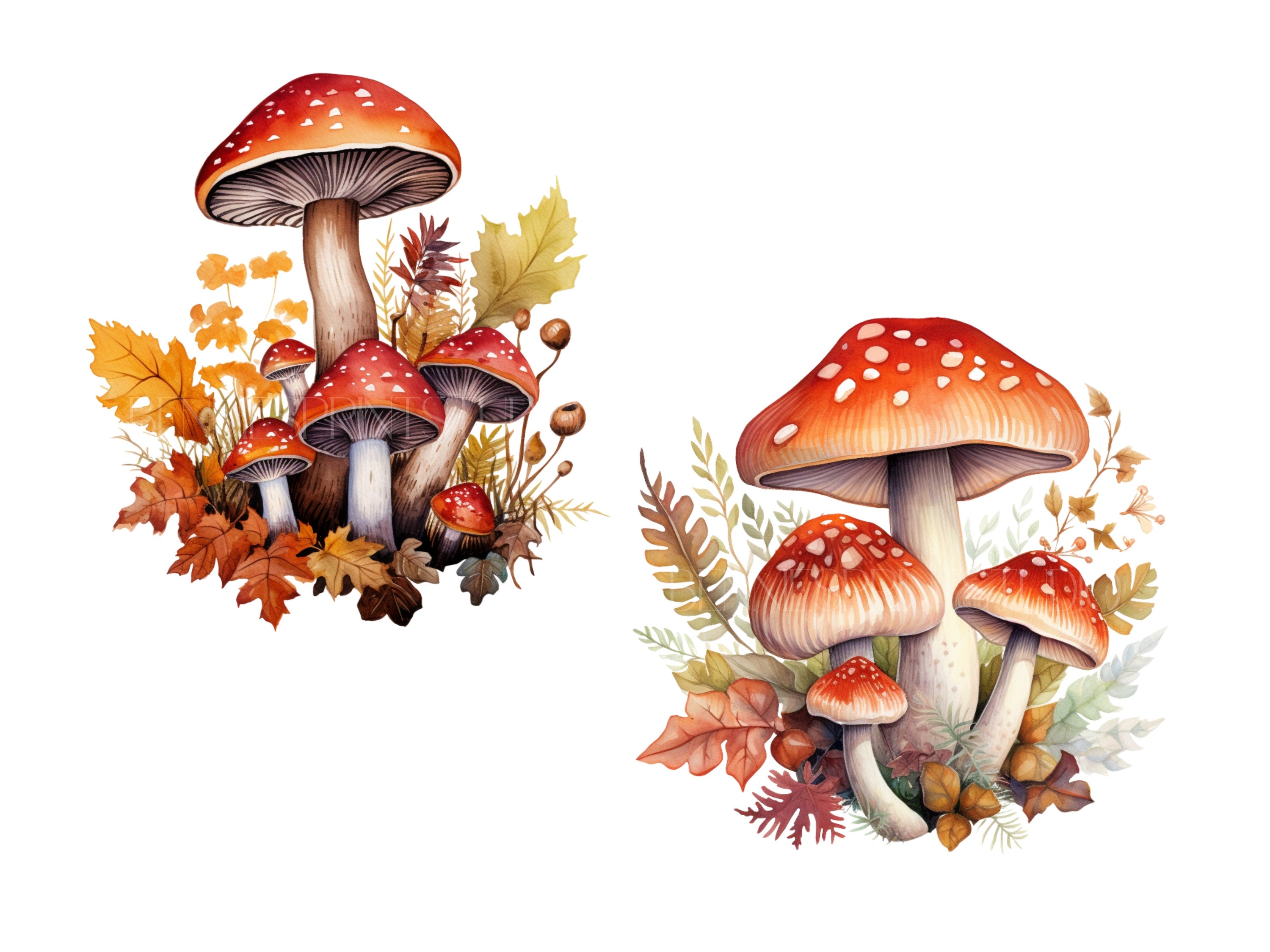 10 Watercolor Vintage Fungi Mushroom Clip Art Pack/digital Download ...