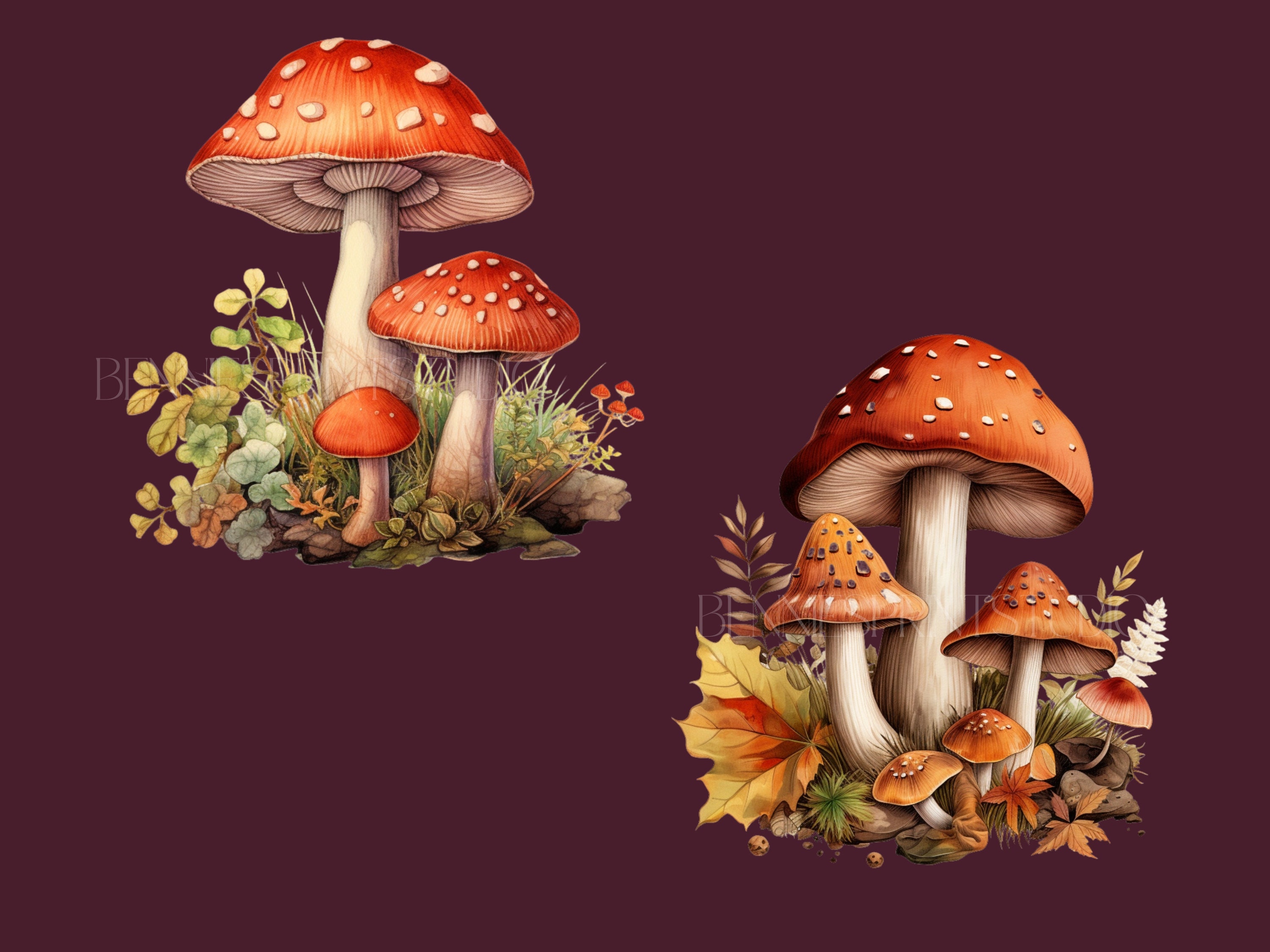 10 Watercolor Vintage Fungi Mushroom Clip Art Pack/digital Download ...