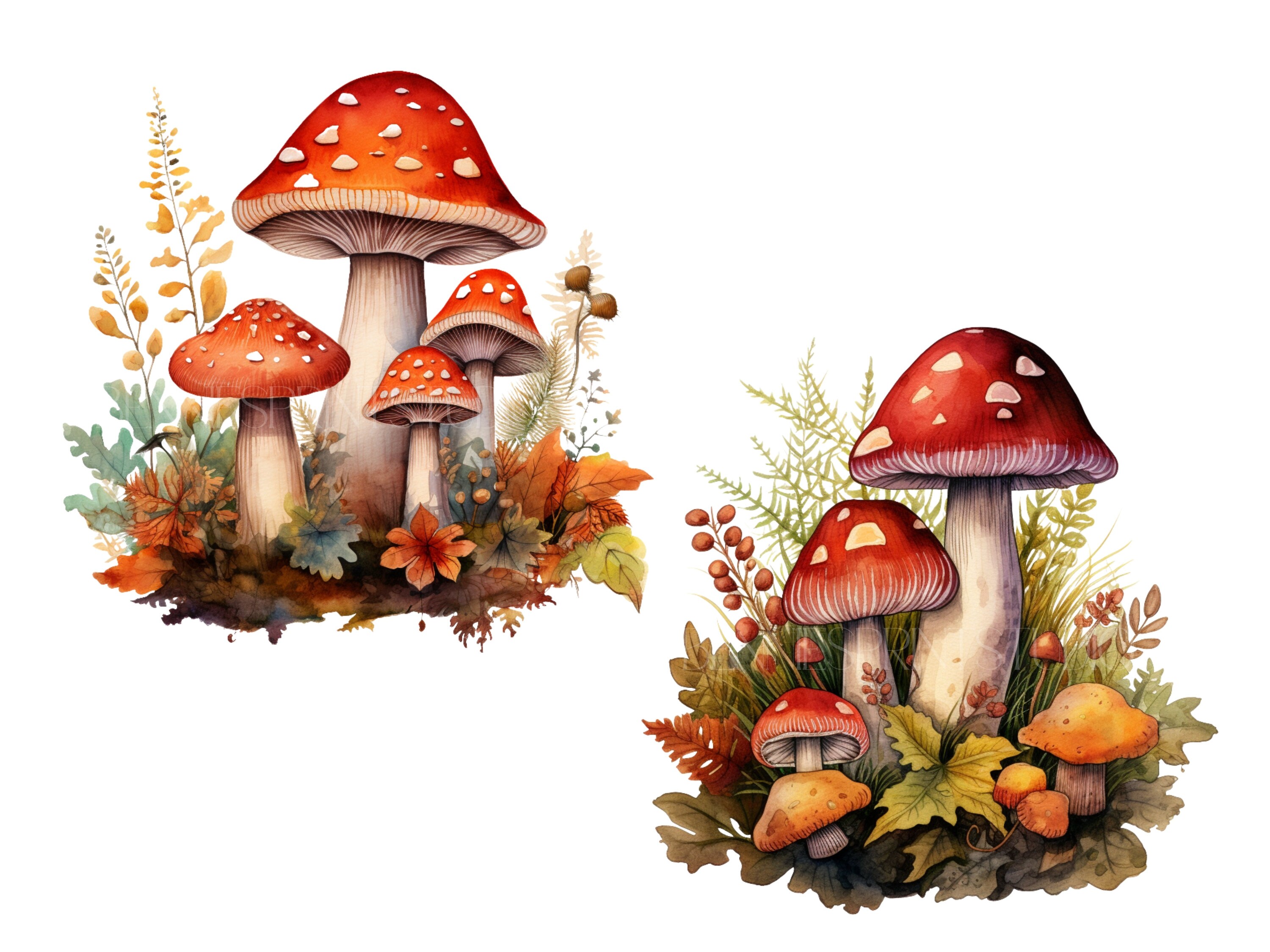 10 Watercolor Vintage Fungi Mushroom Clip Art Pack/digital Download ...