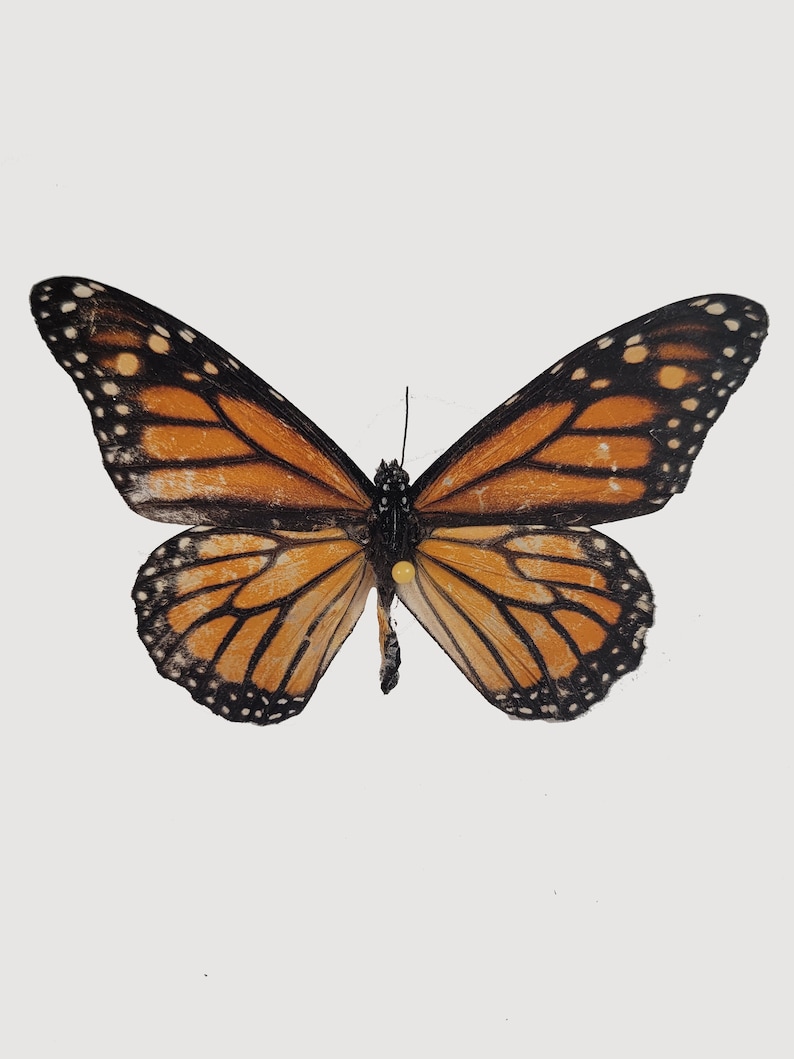 Monarch Butterfly Specimen Pinned, Monarch Butterfly, Mothic1 ...