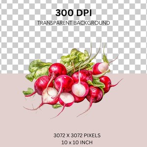 Vegetables Clipart Bundle, Transparent PNG, Summer Clipart, Digital ...