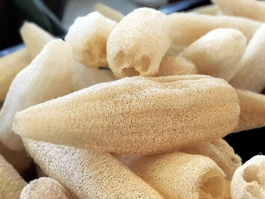 Organic Natural Loofah, Loofa, Luffa, Vegan Loofah, Natural Sponge ...