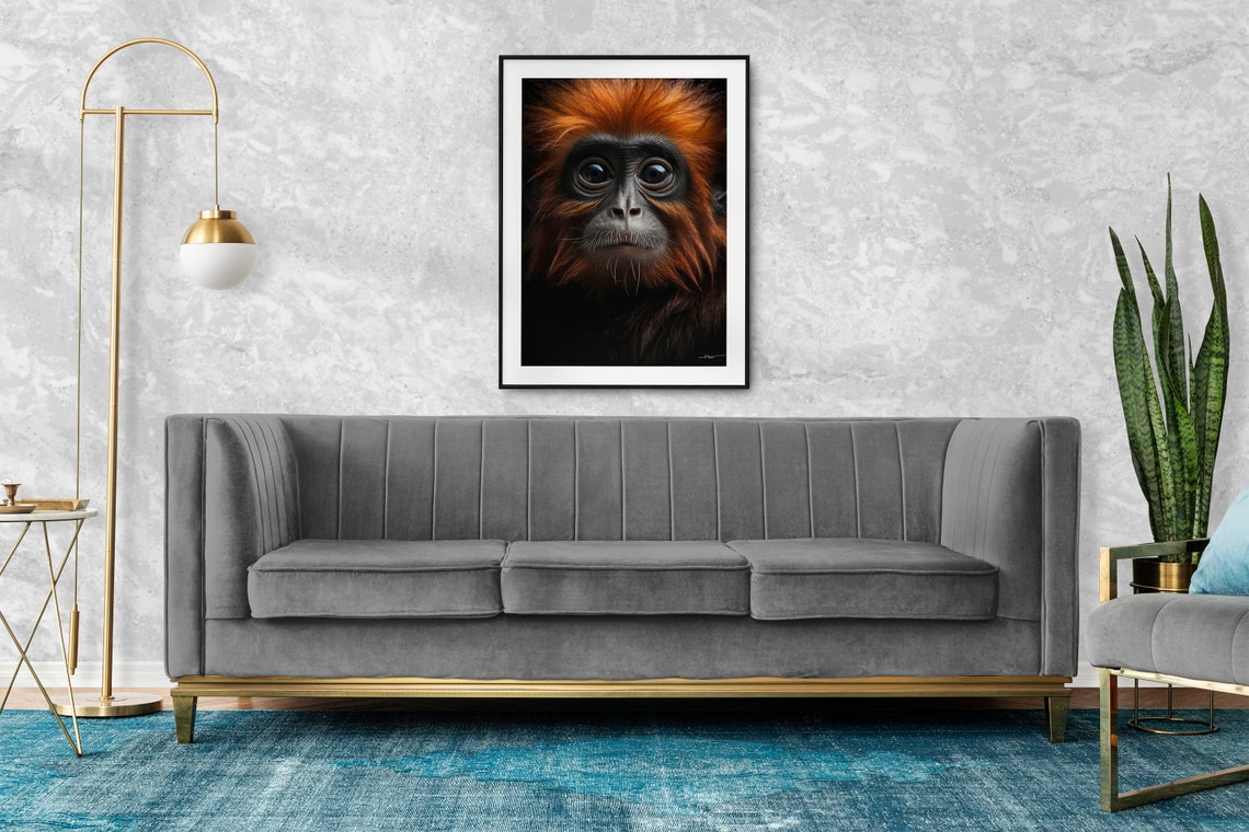 Soulful Monkey Wildlife Print Nature Animal Photography Close-up ...