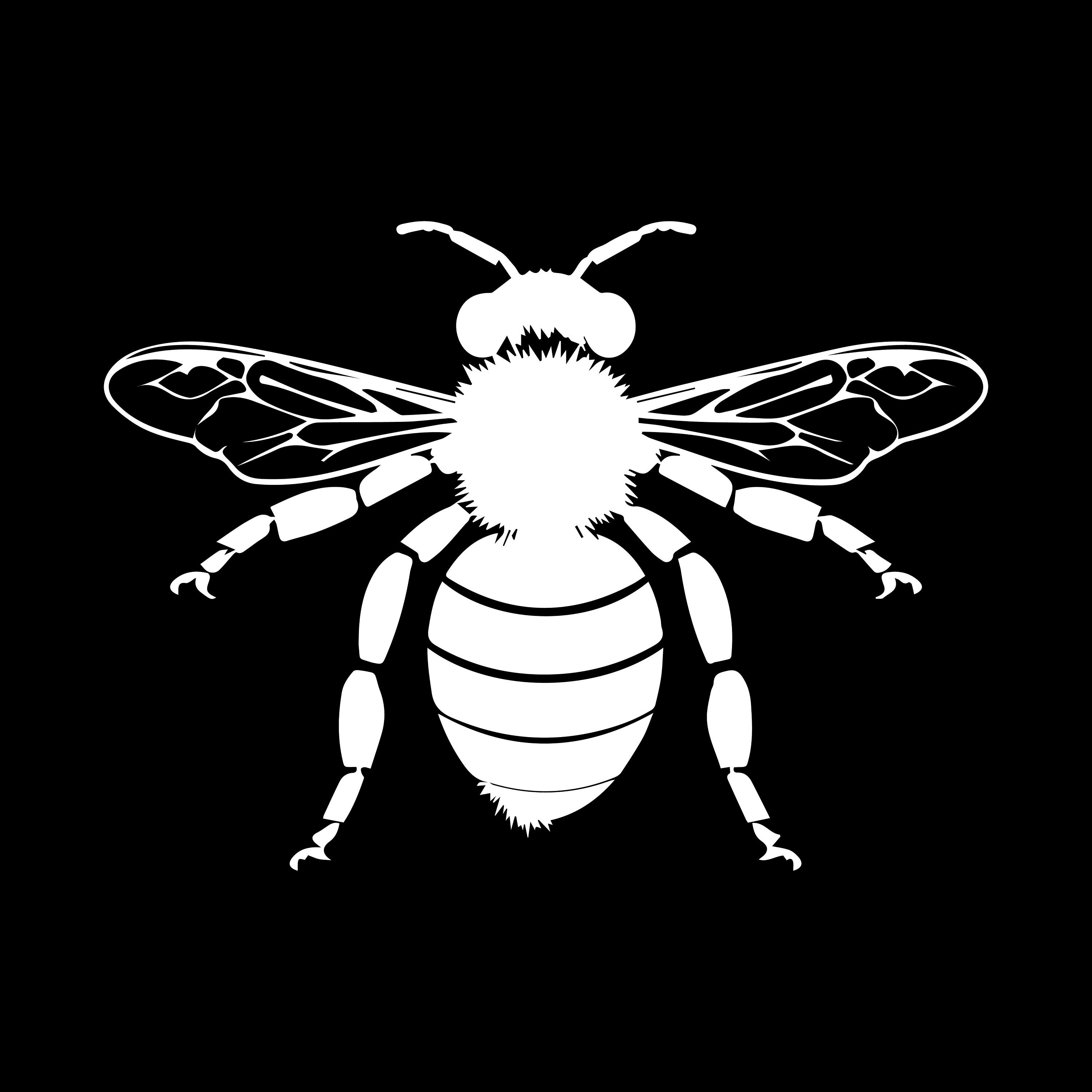 Bugs & Insects Digital Downloads - 12 High Contrast / Black and White ...