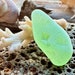 Genuine Sea Glass B1003 - Etsy