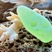 Genuine Sea Glass B1003 - Etsy