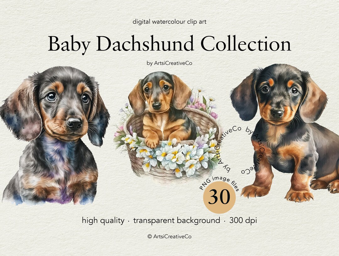 Baby Dachshund Dog Clipart PNG Bundle, Watercolor Dog Clipart Portrait ...