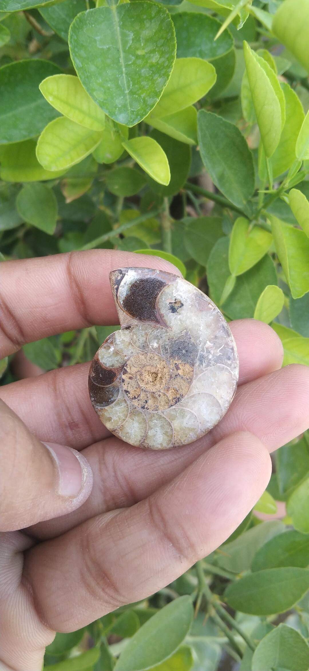 Calcite Gastropod Fossil, Sea Snail Shell (37x30x9mm) - Etsy