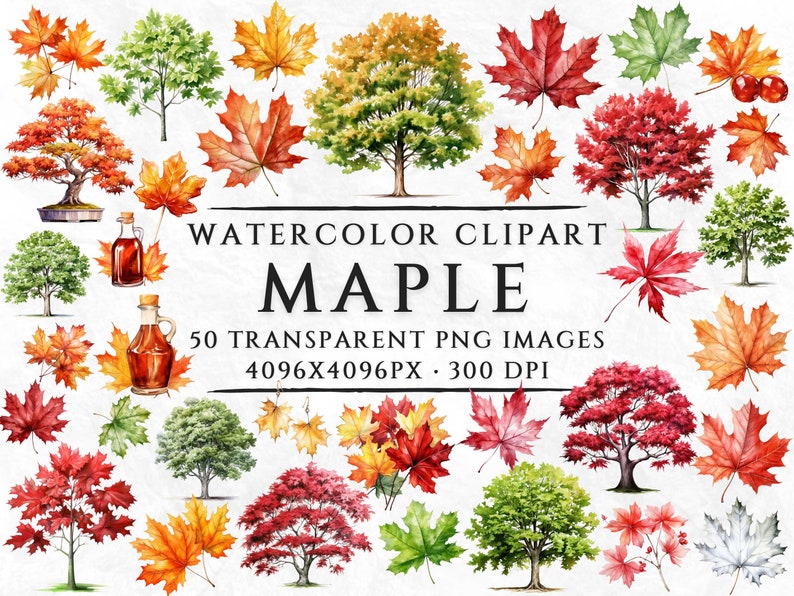 Watercolor Maple Clipart Clipart Bundle of Maple Trees and - Etsy