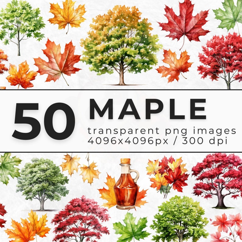 Watercolor Maple Clipart - Clipart Bundle of Maple Trees and Leaves ...