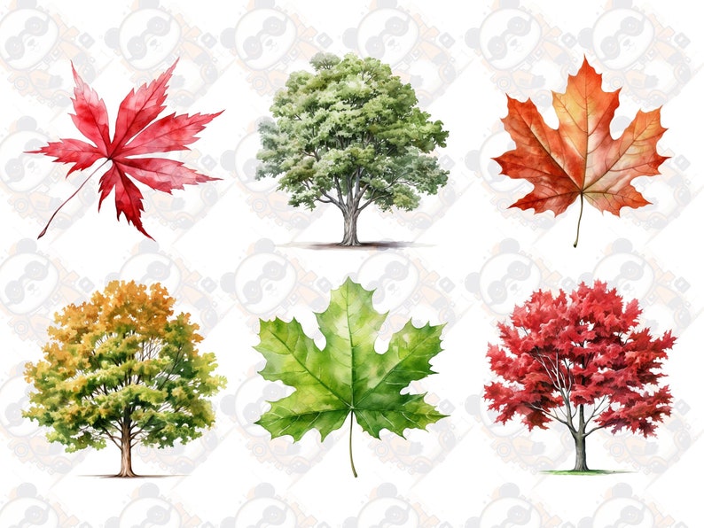 Watercolor Maple Clipart Clipart Bundle of Maple Trees and - Etsy