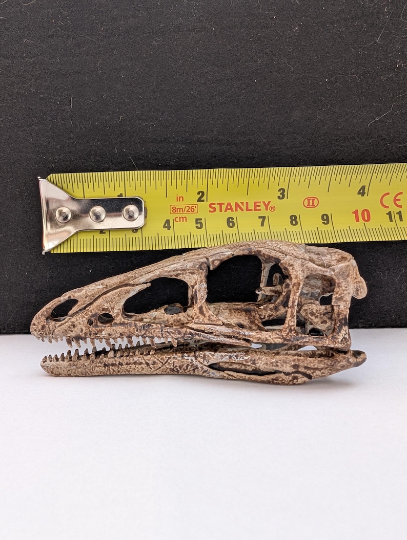 1:1 Scale Compsognathus Longipes Skull Replica - Compy - Dinosaur ...
