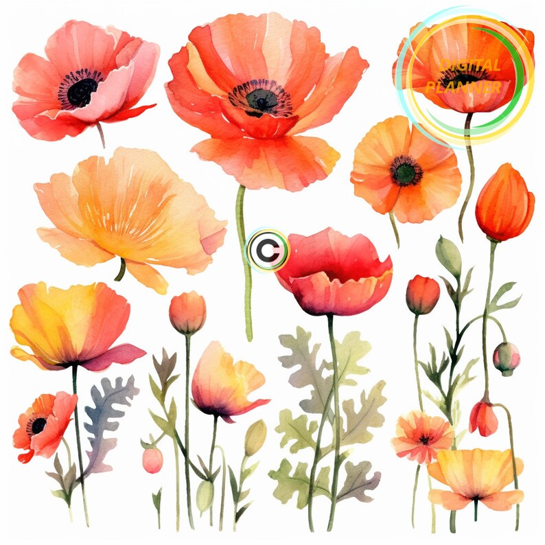 Watercolor Bright Poppies, Flower Clipart, Card Making, Wall Art ...