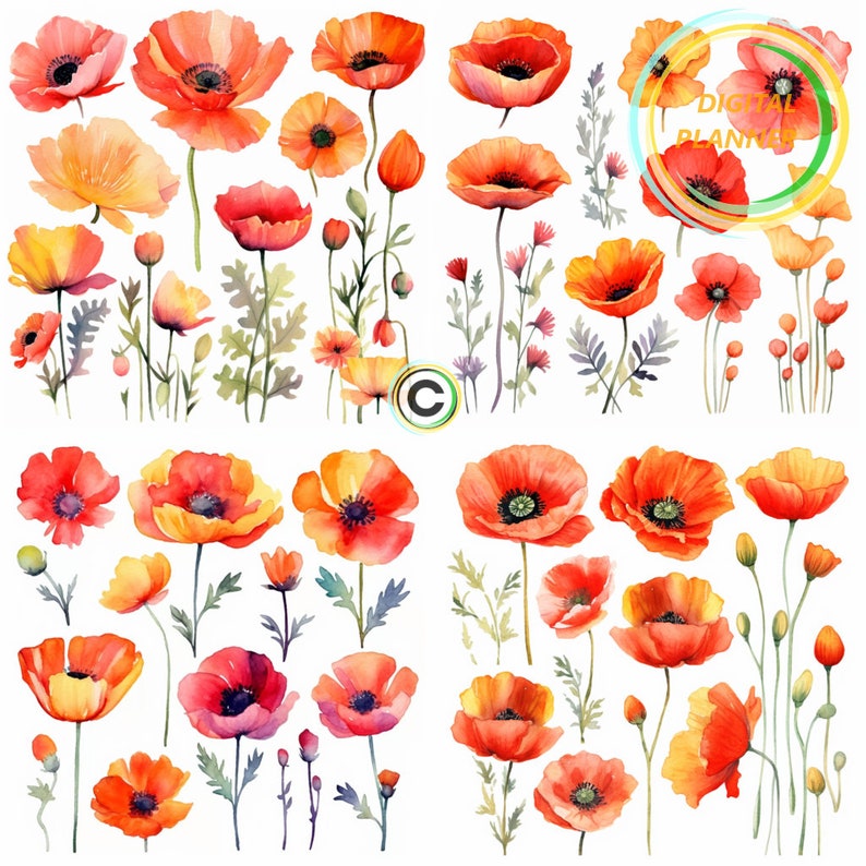 Watercolor Bright Poppies, Flower Clipart, Card Making, Wall Art ...