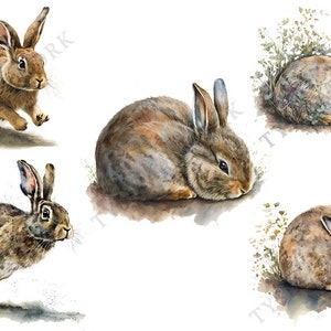 Woodland Rabbit Clipart Watercolor, Woodland Baby Animals Clipart ...