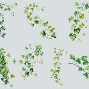 Watercolor Ivy Clip Art - Digital Climbing Ivy Vines Clipart Graphics ...