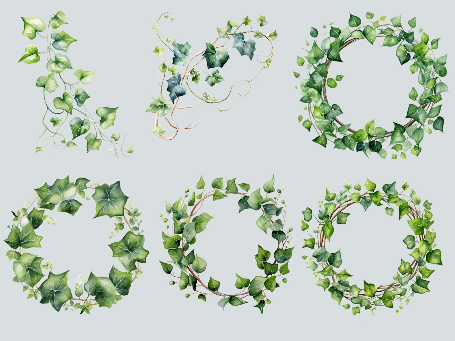Watercolor Ivy Clip Art Digital Climbing Ivy Vines Clipart Graphics ...