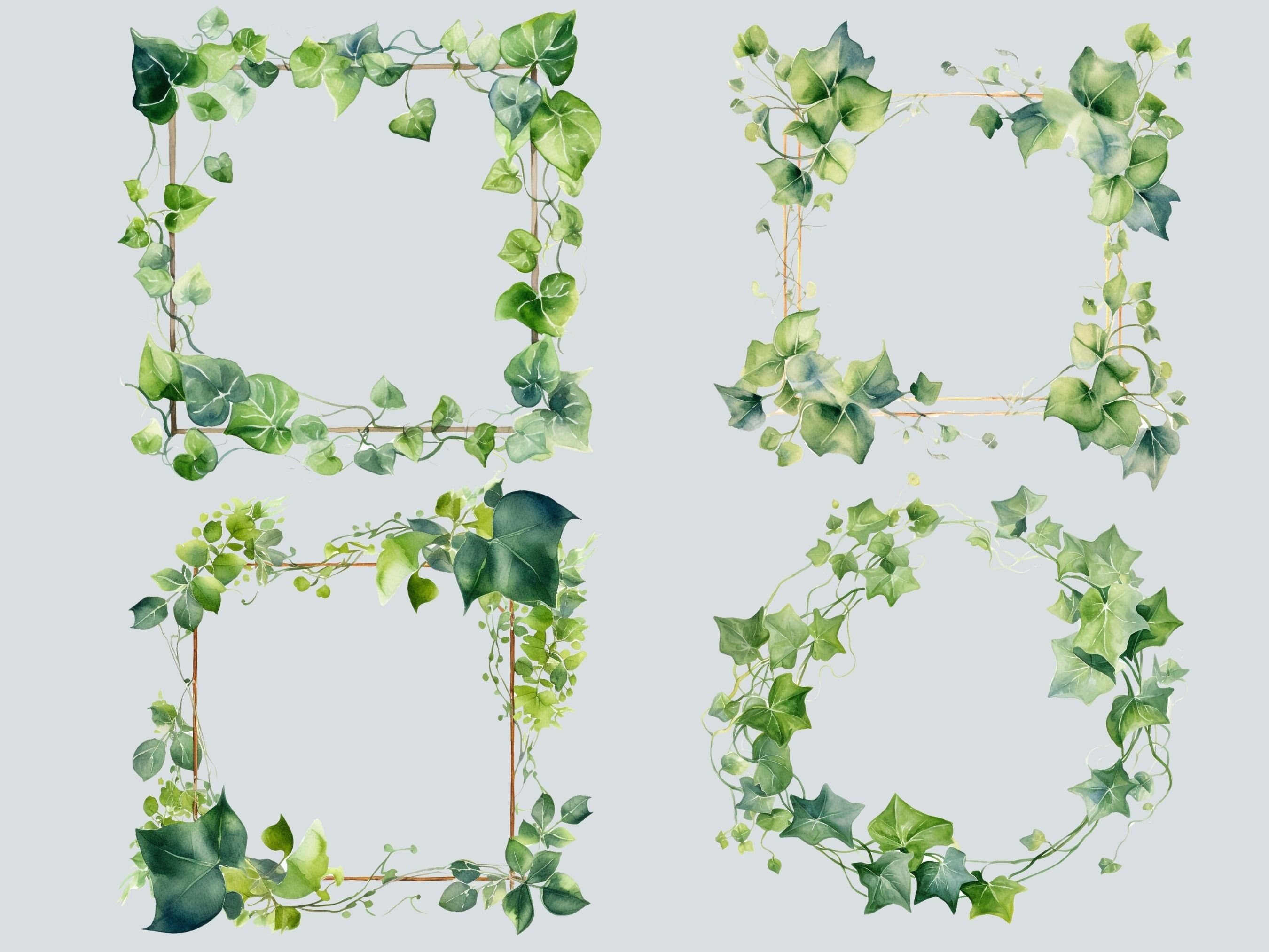 Watercolor Ivy Clip Art - Digital Climbing Ivy Vines Clipart Graphics ...