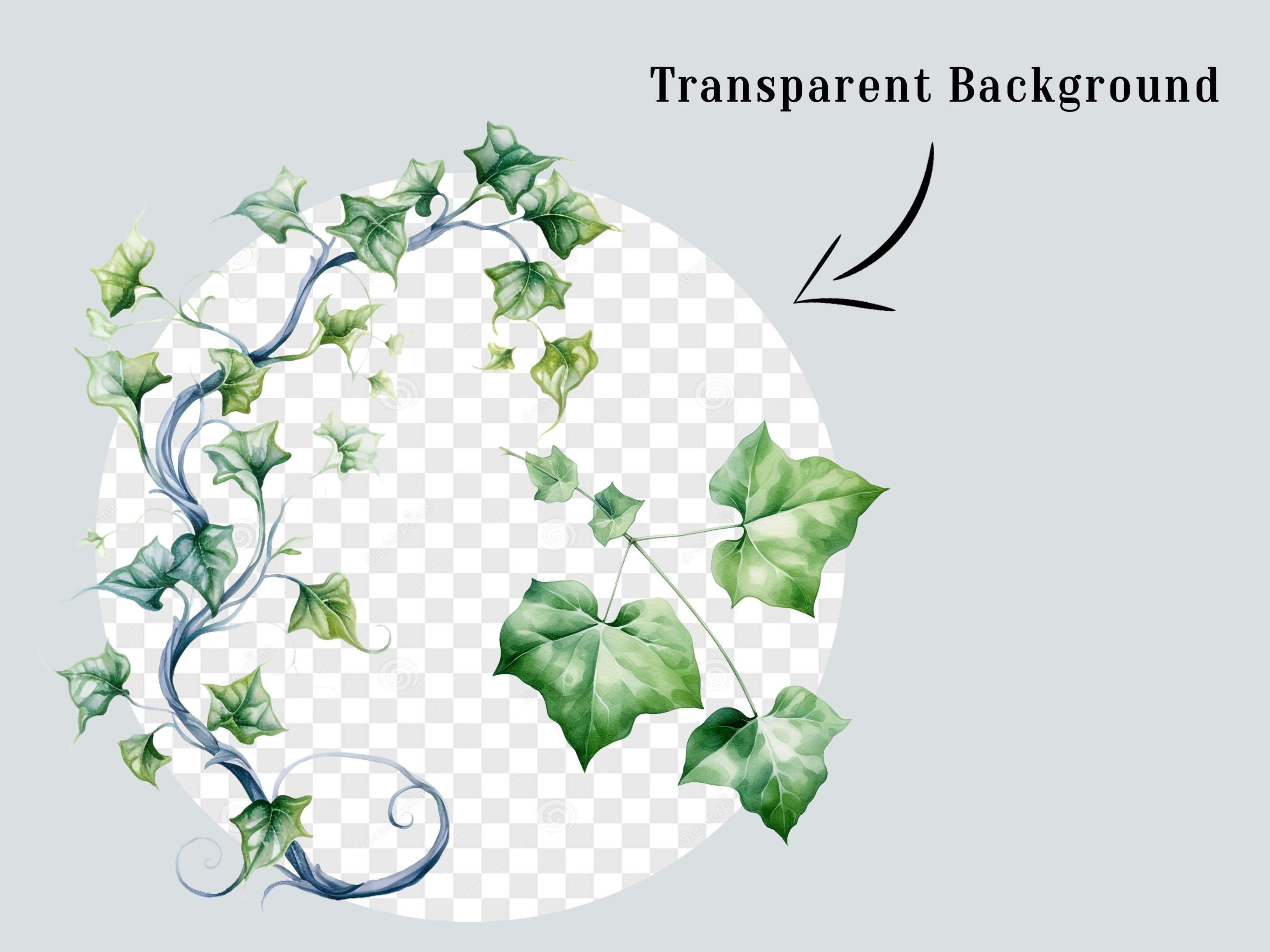 Watercolor Ivy Clip Art - Digital Climbing Ivy Vines Clipart Graphics ...