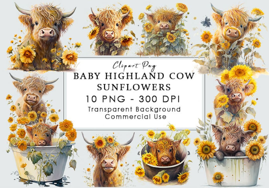 Highland Cow Sunflowers Illustrations PNG for Digital Crafting and ...
