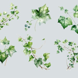 Watercolor Ivy Clip Art - Digital Climbing Ivy Vines Clipart Graphics ...