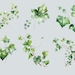 Watercolor Ivy Clip Art - Digital Climbing Ivy Vines Clipart Graphics ...