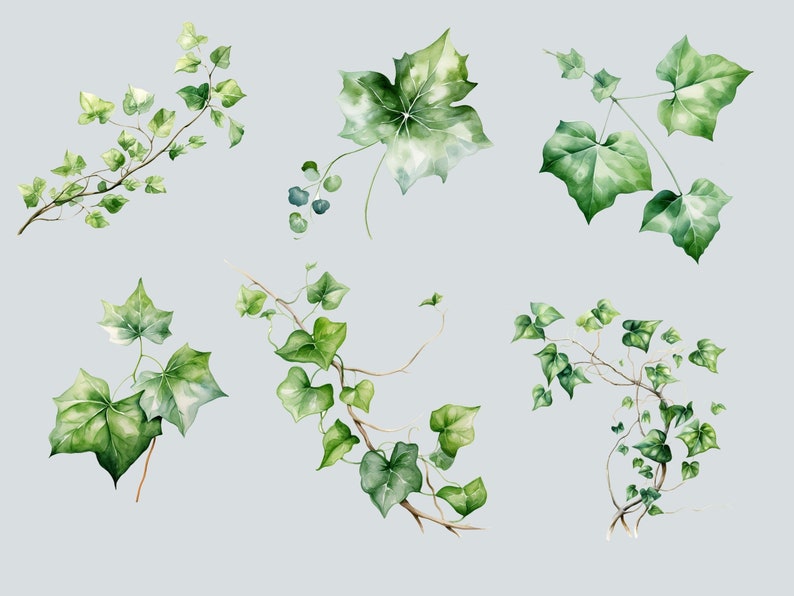 Watercolor Ivy Clip Art Digital Climbing Ivy Vines Clipart - Etsy