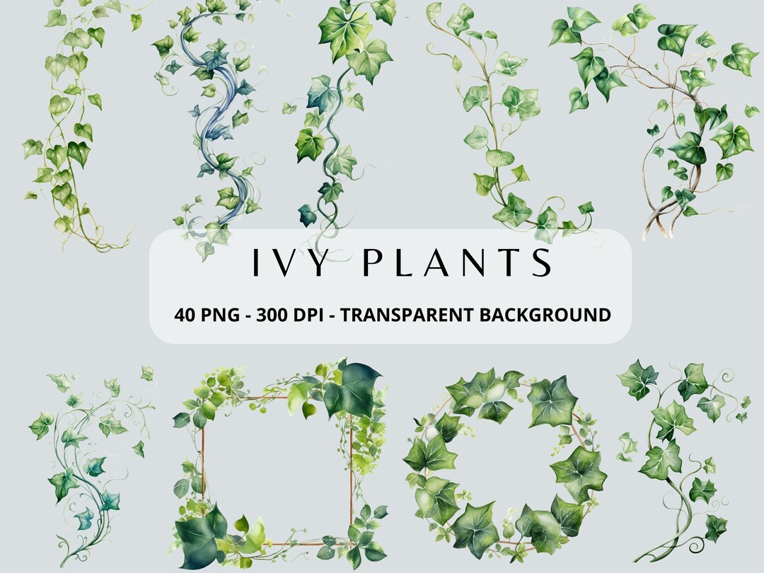 Watercolor Ivy Clip Art - Digital Climbing Ivy Vines Clipart Graphics ...