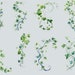 Watercolor Ivy Clip Art - Digital Climbing Ivy Vines Clipart Graphics ...