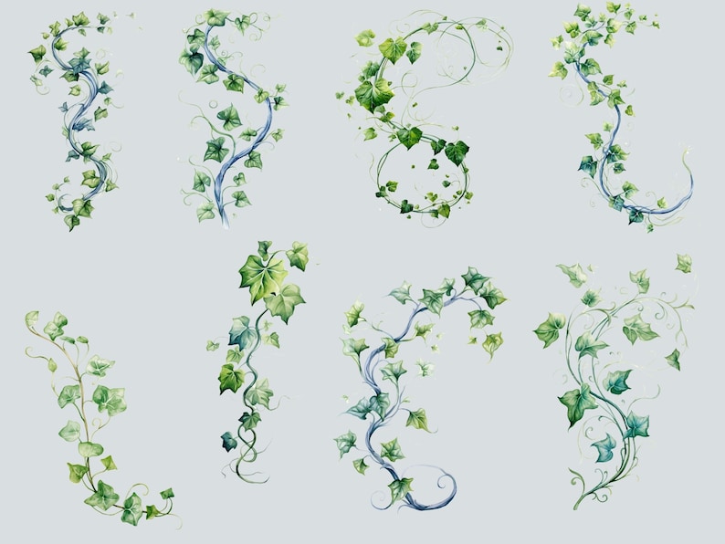 Watercolor Ivy Clip Art - Digital Climbing Ivy Vines Clipart Graphics ...