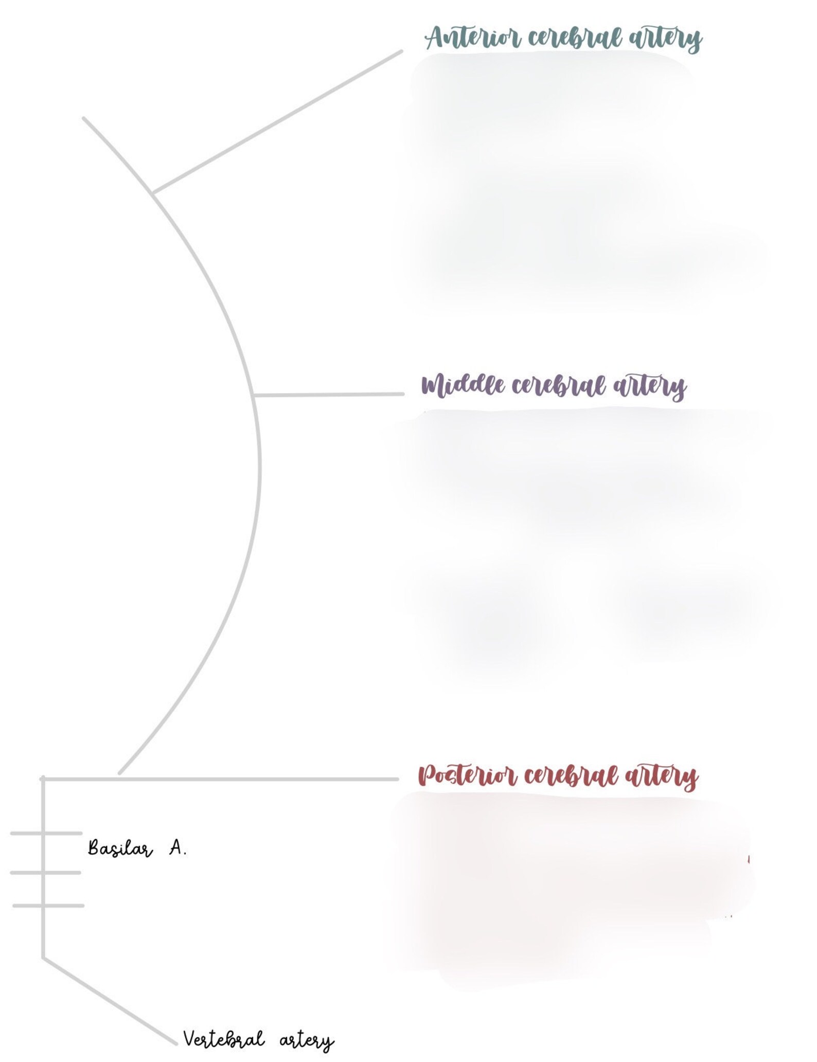 CVA Artery Drawing Cheat Sheet - Etsy