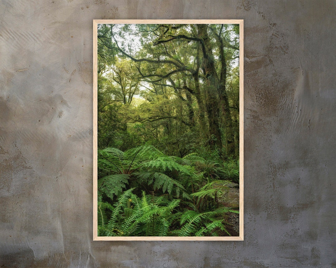 Ferns and Forest Idyll in the Rainforest, Premium Wall Picture With ...