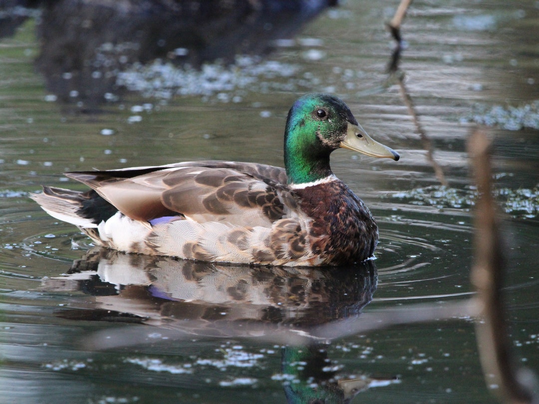 Mallard Photography, Mallard Print, Youth Photography, Bird Lover - Etsy