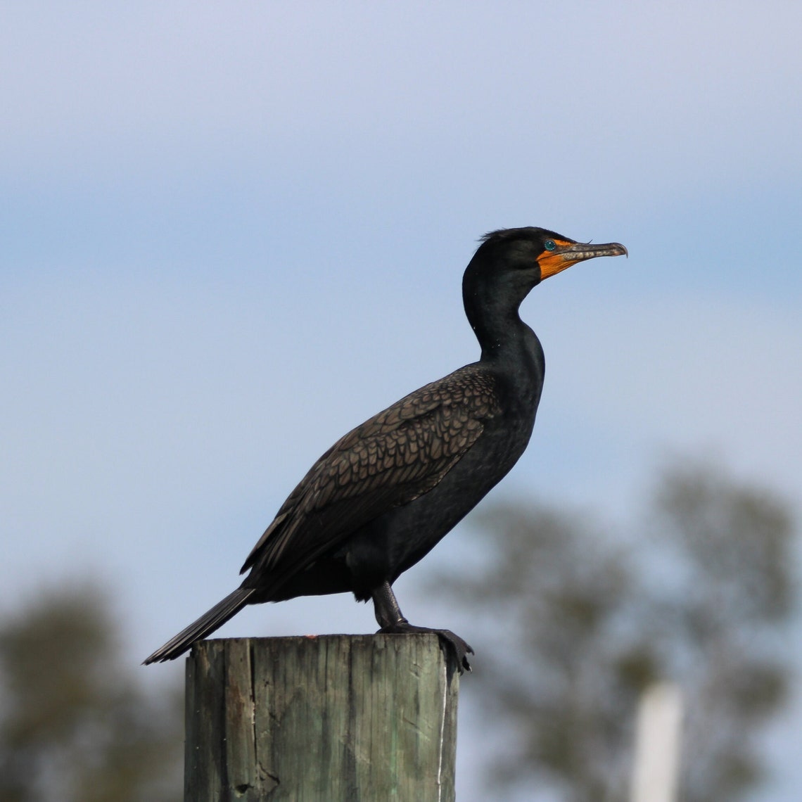 Double-crested Cormorant, Bird Lover, Nature Photographer, Perfect ...