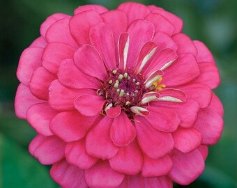 Zinnia Marylandica Zahara Double Raspberry Ripple Flower Seeds 100 ...