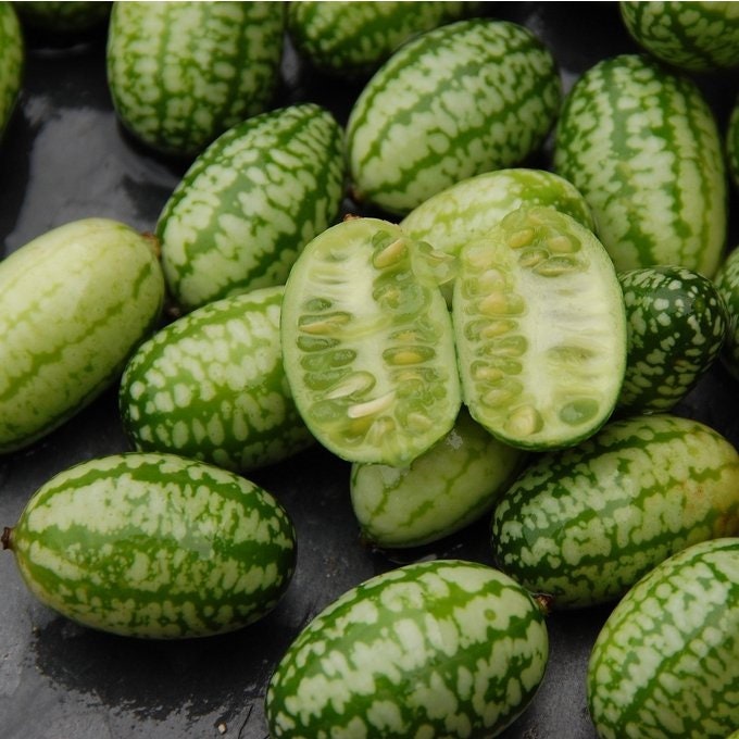 Mouse Melon 10 Seeds melothria Scabra Fruit Heirloom - Etsy