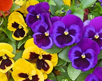 Swiss Giant Pansy Flower Seeds Growing Pansies From Seeds 1000 Seeds - Etsy