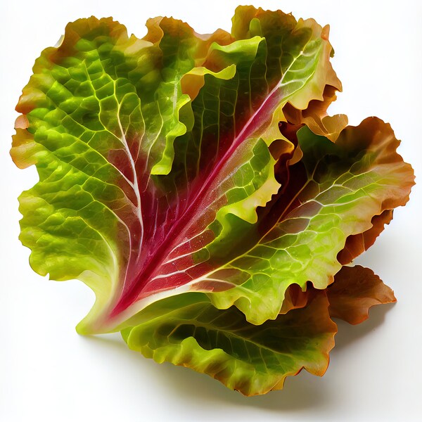 Rare Vegetable Seeds - Etsy